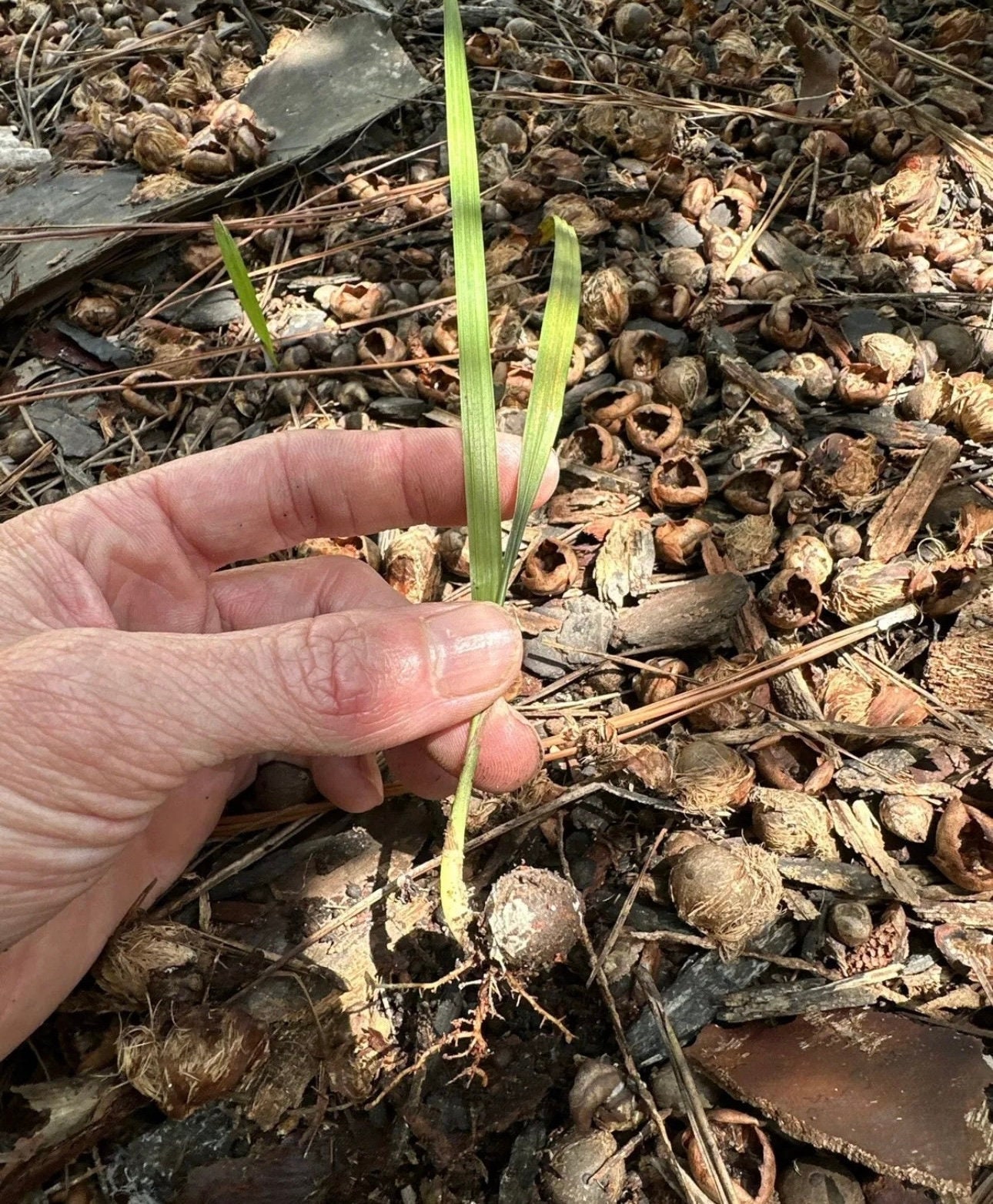 10x Pindo (jelly) Palm Tree Seeds (butia Capitata) Cold-hardy! - Etsy