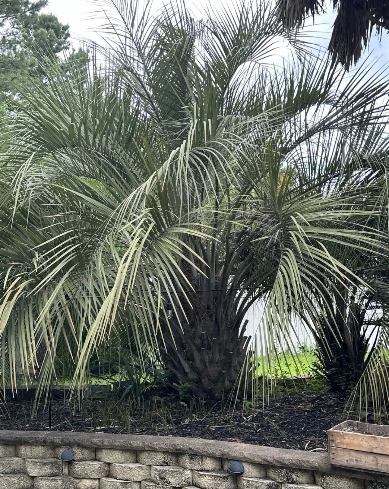10x Pindo (jelly) Palm Tree Seeds (butia Capitata) Cold-hardy! - Etsy