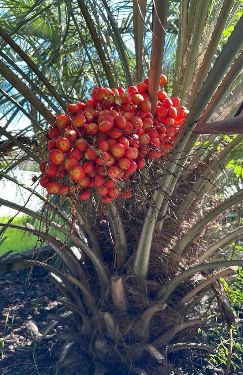 10x Pindo (jelly) Palm Tree Seeds (butia Capitata) Cold-hardy! - Etsy