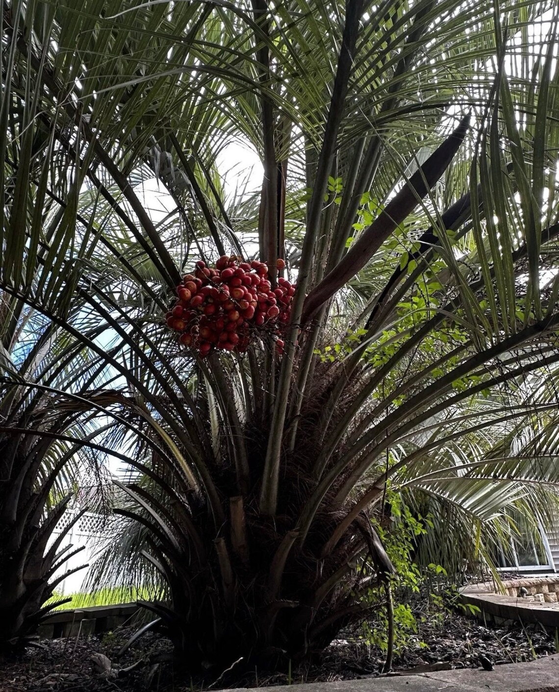 10x Pindo (jelly) Palm Tree Seeds (butia Capitata) Cold-hardy! - Etsy