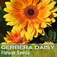 Gerbera - Etsy