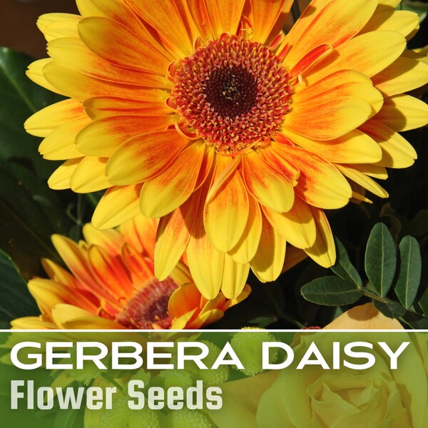 Gerbera Daisy - Etsy