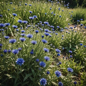 Dwarf Blue Bachelor's Button Cornflower Seeds- 150+ Seeds - Etsy