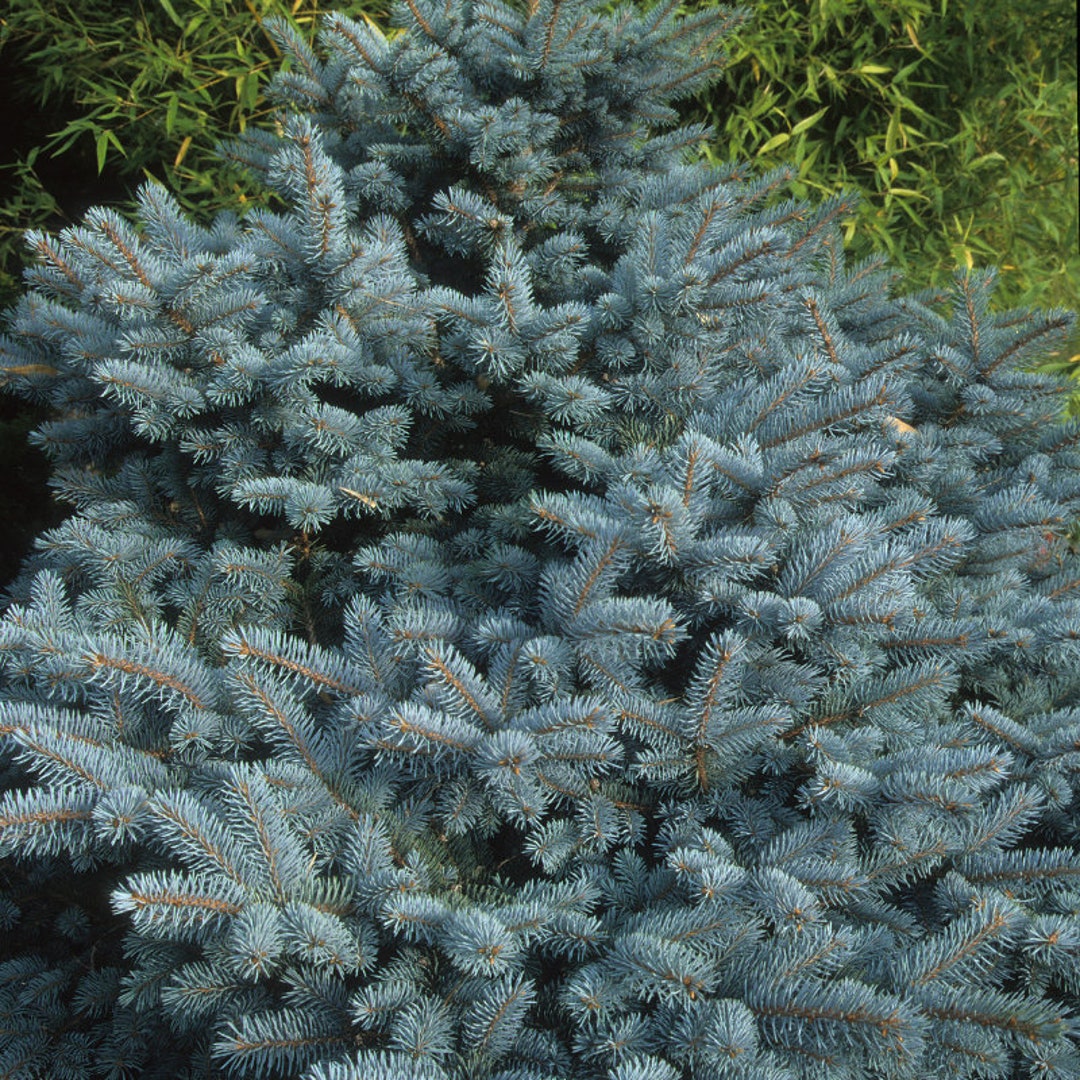 Blue Spruce Pine Seeds, Tree Seeds, Seeds, Trees, Pines - Etsy