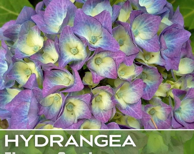 Hydrangea Seeds 35 Seeds Perennial Hardy Garden Shrub Bloom Flower Seed ...