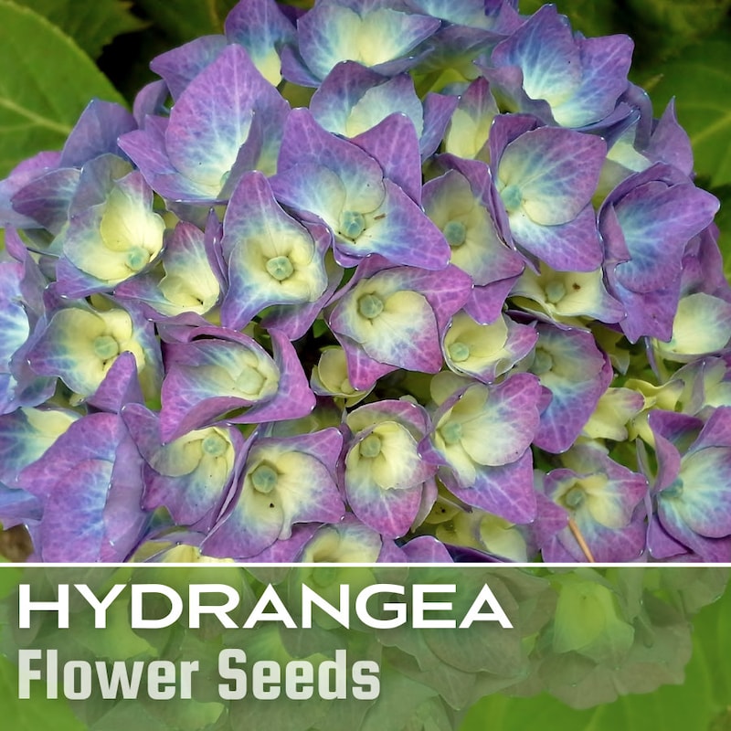 Hydrangea Seeds - Etsy
