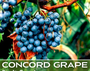 Seedless Concord Grape Plants, 4 Pot Size, America's Favorite Grape ...