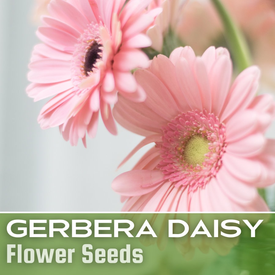 Gerbera Daisy Flower Seeds 40 Seeds - Etsy