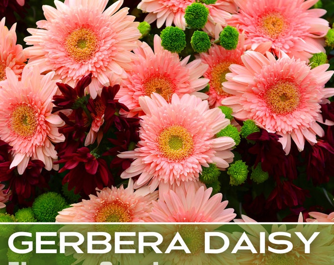 Gerbera Daisy Flower Seeds 40+ Seeds - Etsy