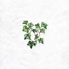 English Ivy Sticker - Etsy
