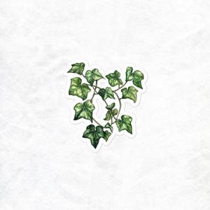 English Ivy Sticker - Etsy