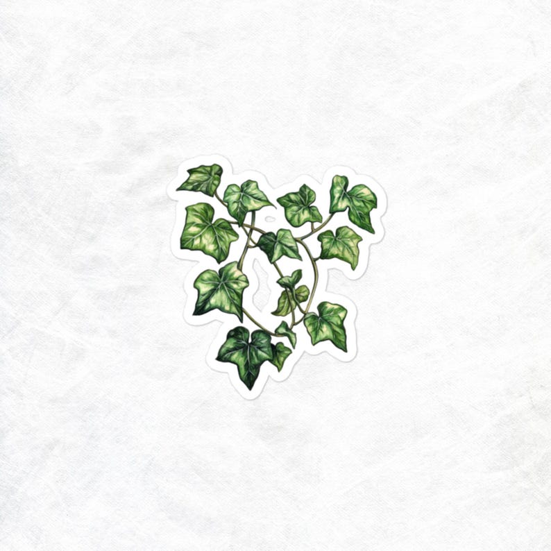 English Ivy Sticker - Etsy
