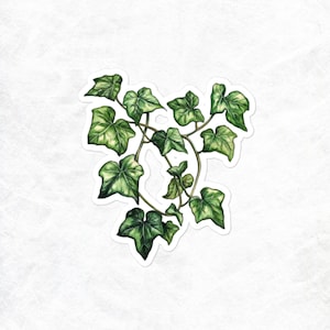 English Ivy Sticker - Etsy