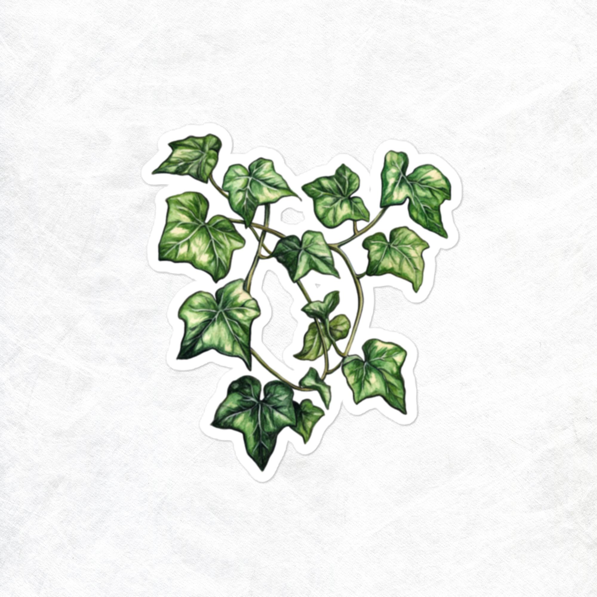 English Ivy Sticker - Etsy