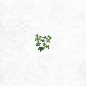 English Ivy Sticker - Etsy