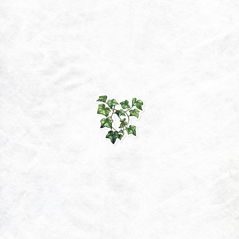 English Ivy Sticker - Etsy
