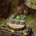 Miniature Fairy House With Kitchen - Etsy