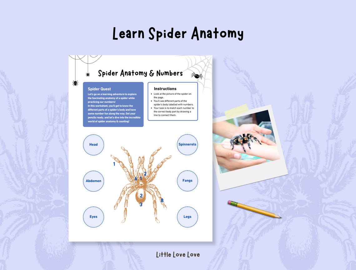 Spider Fun Facts Activities for Kids Printable Animals Coloring ...