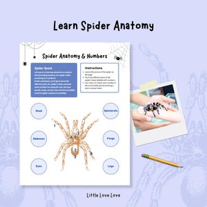 Spider Fun Facts Activities for Kids Printable Animals Coloring ...