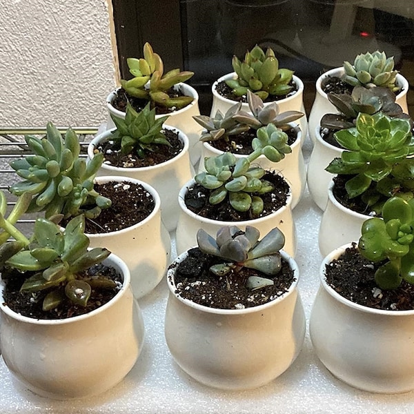 Mini Ceramic Pots - Etsy