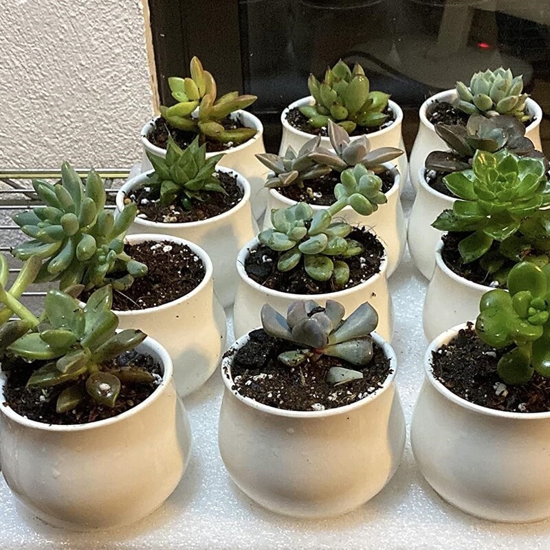 Mini Ceramic Pots - Etsy