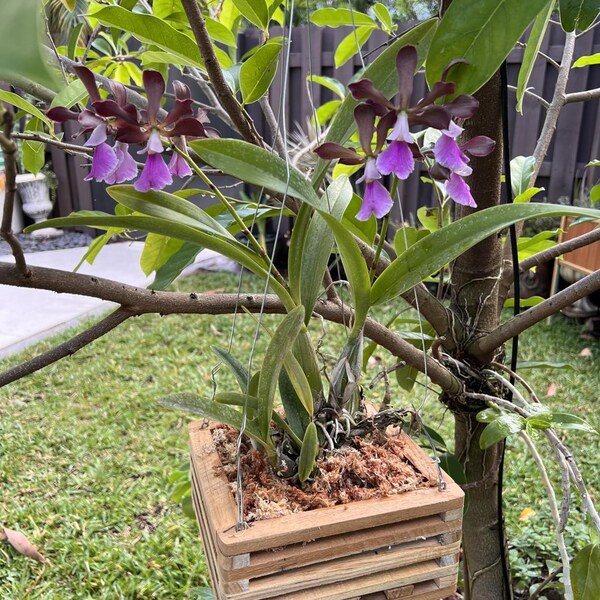 Orchid Basket - Etsy