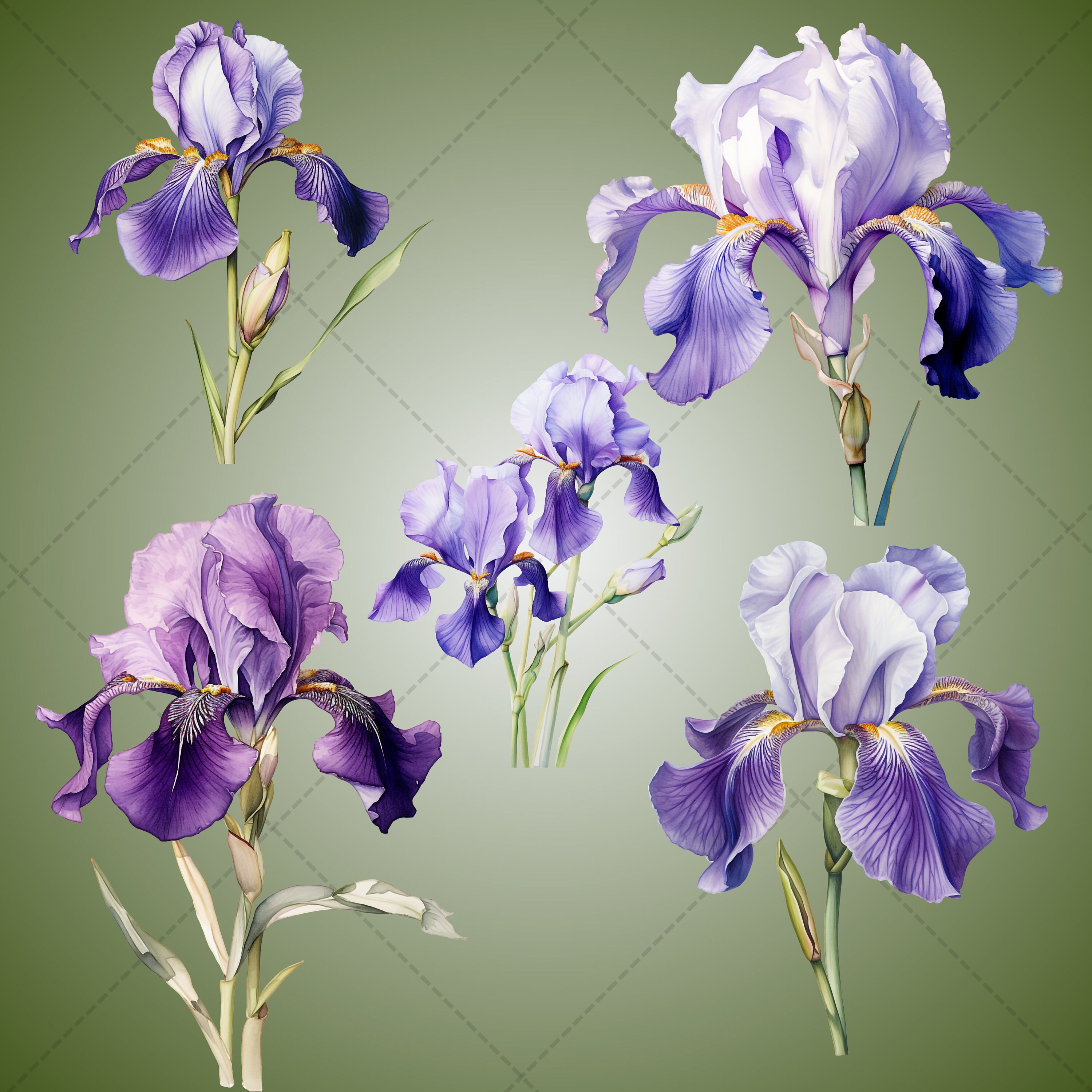 Watercolor Iris Clipart, Purple Floral Clipart, Iris Clip Art, Vintage ...