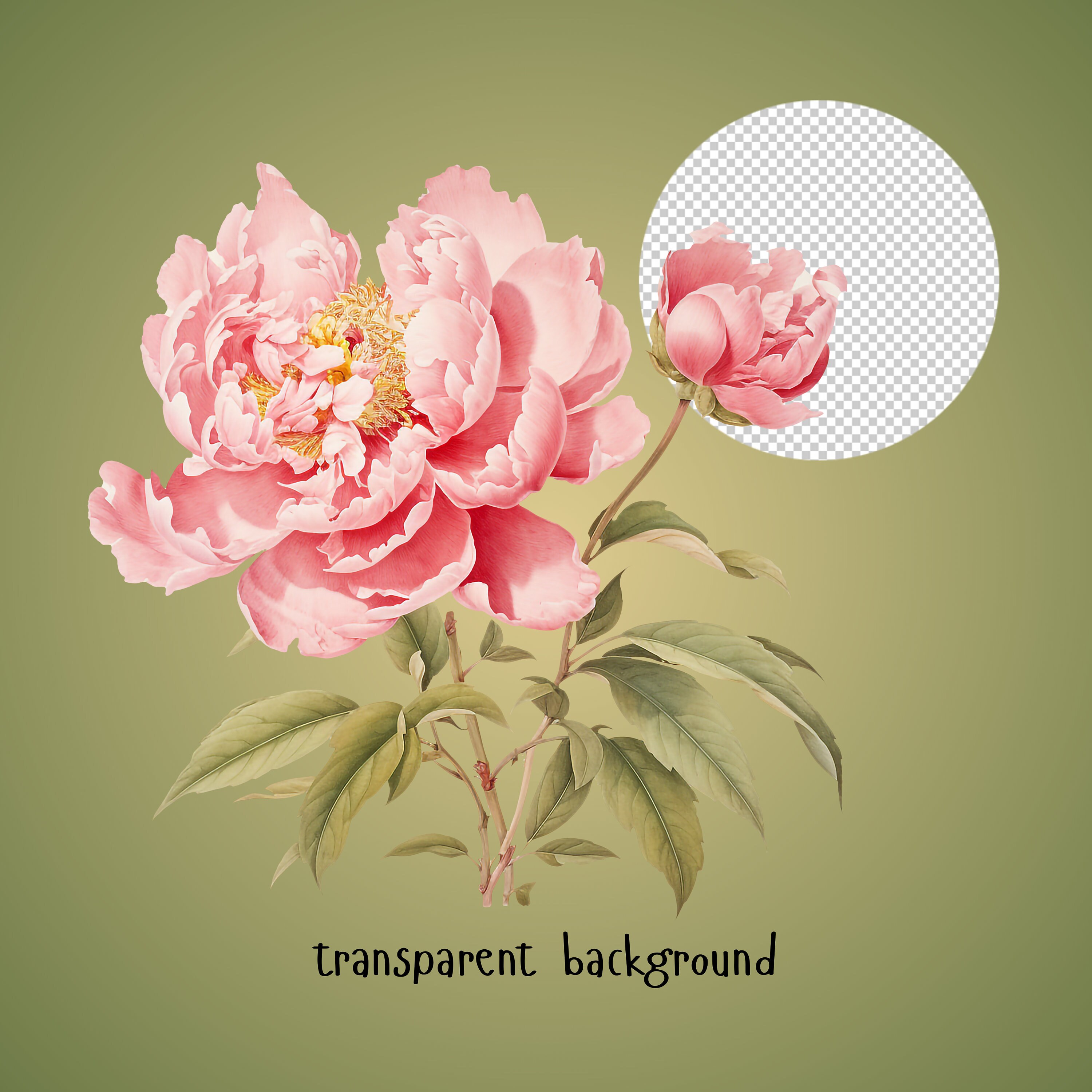 Watercolor Peony Clipart, Pink Floral Clipart, Peonies Clip Art ...