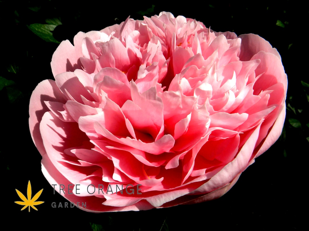 Peony etched Salmon Bare Roots - Etsy