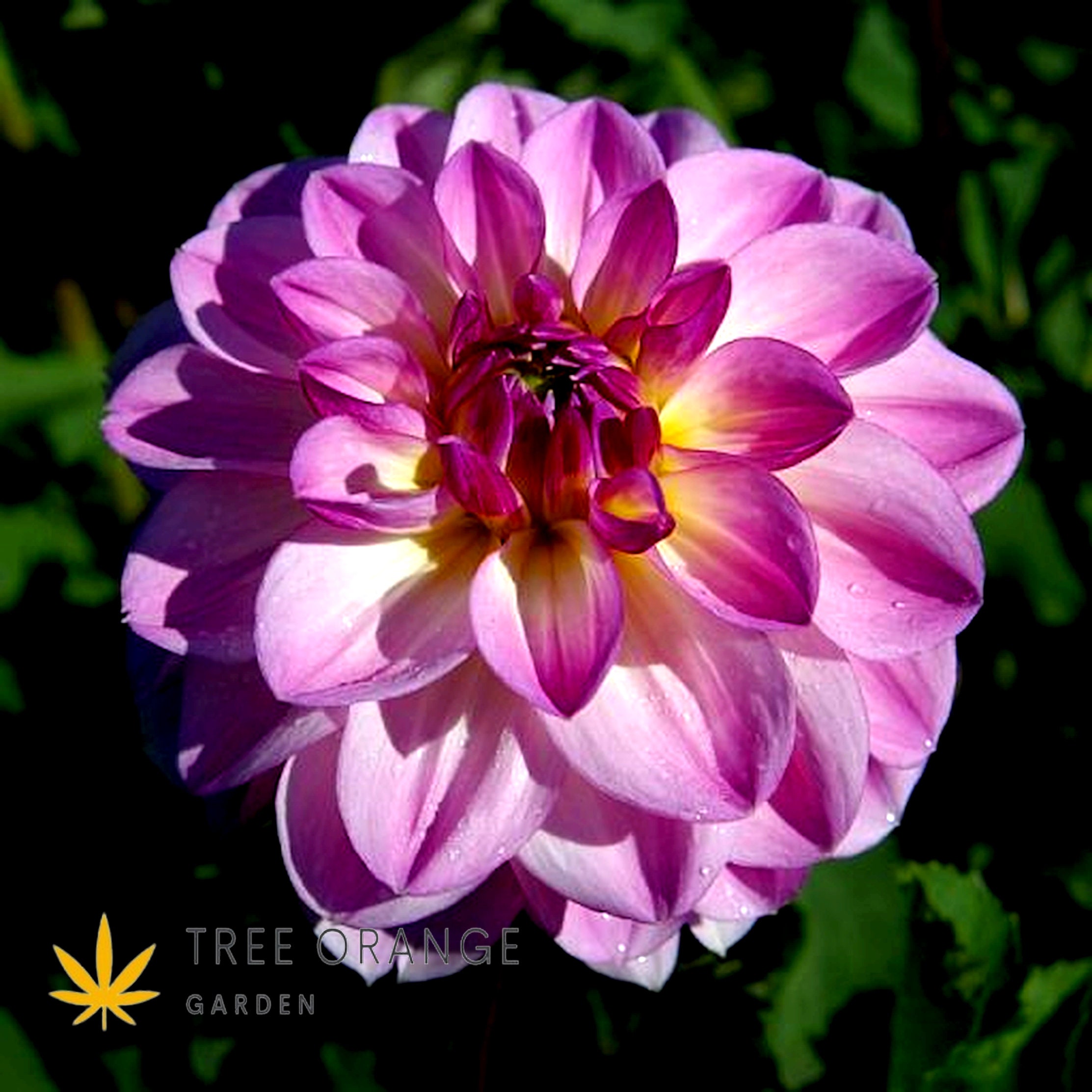 Dahlia lisa Lisa Tubers - Etsy