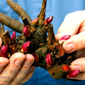 Peony garden Treasure Bare Roots - Etsy