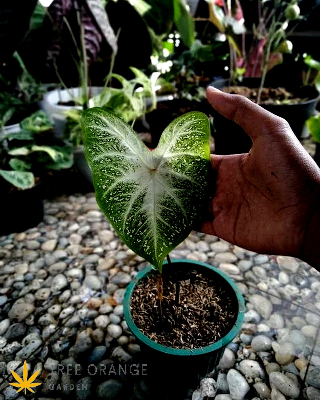 Caladium white Marble Bulbs - Etsy