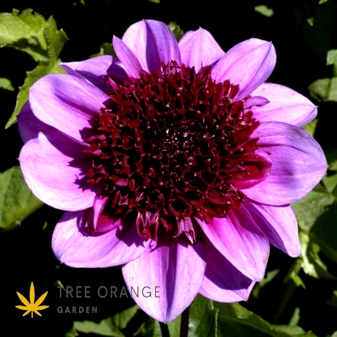 Dahlia blue Bayou Tubers - Etsy