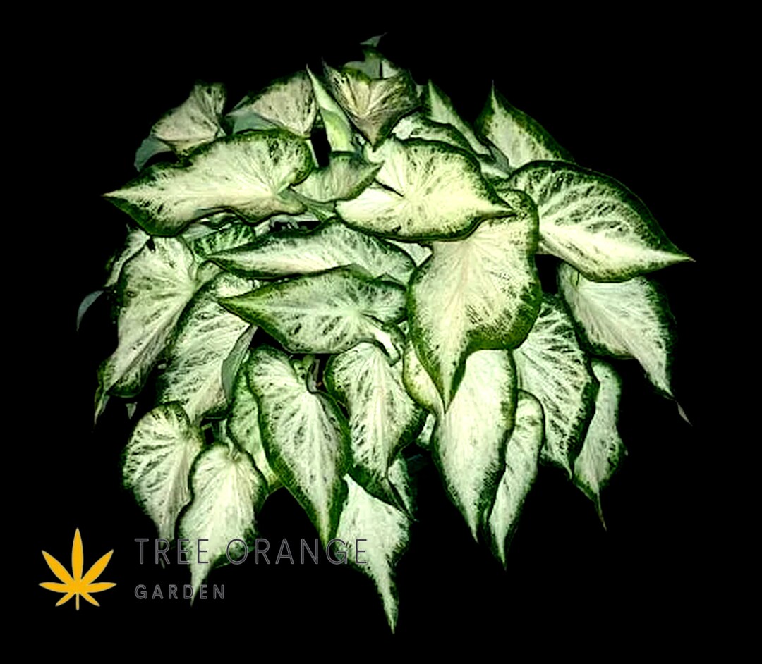 Caladium white Diamond Bulbs - Etsy