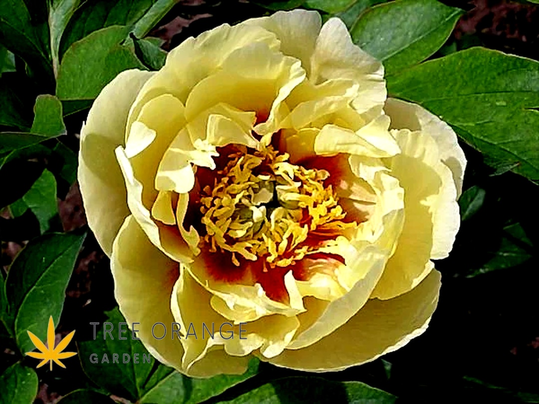 Peony prairie Charm Bare Roots - Etsy