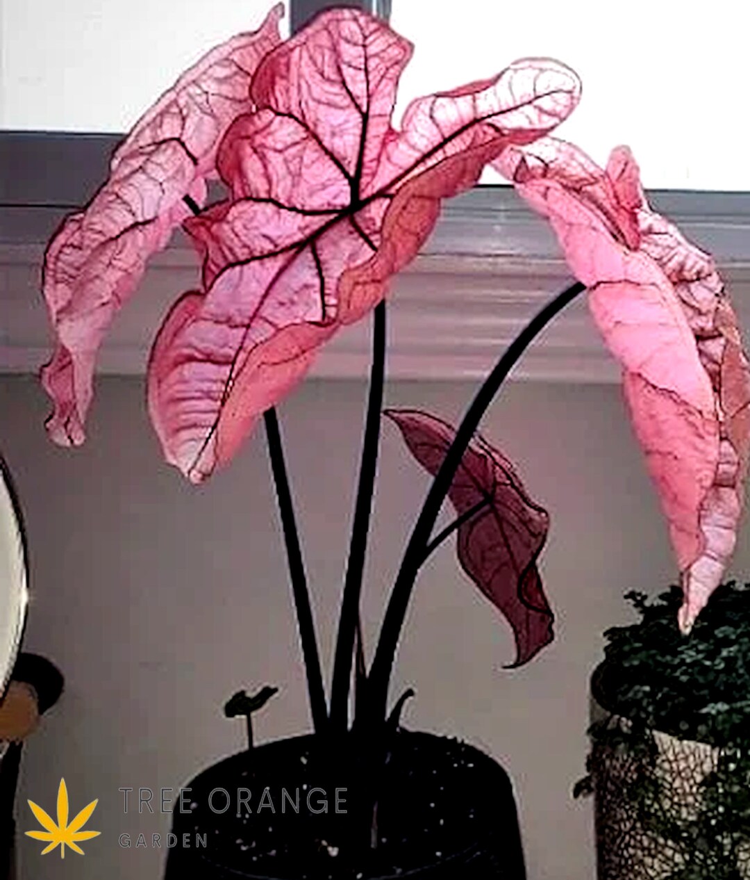 Caladium pretty Pink Bulbs - Etsy UK