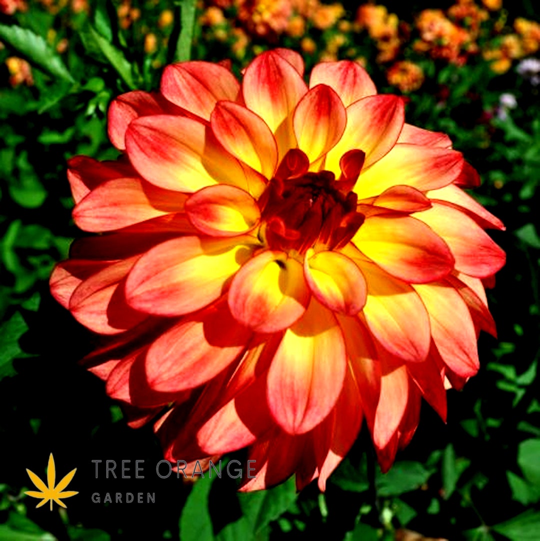 Dahlia mai Tai Tubers - Etsy