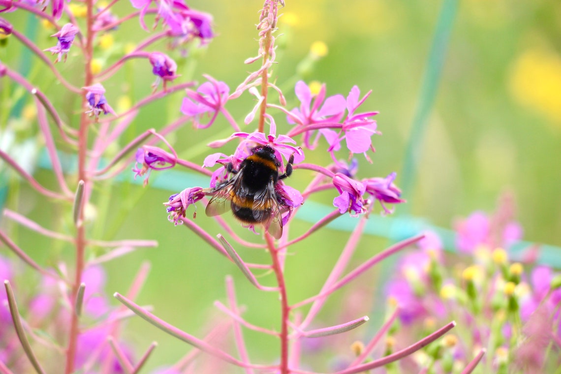 UK Wildflower Seeds Mix: Butterfly & Bee Garden, Annual Flowers (500 ...