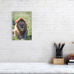 Male Lion Print Wildlife Photo, Safari Photo, African Print - Etsy