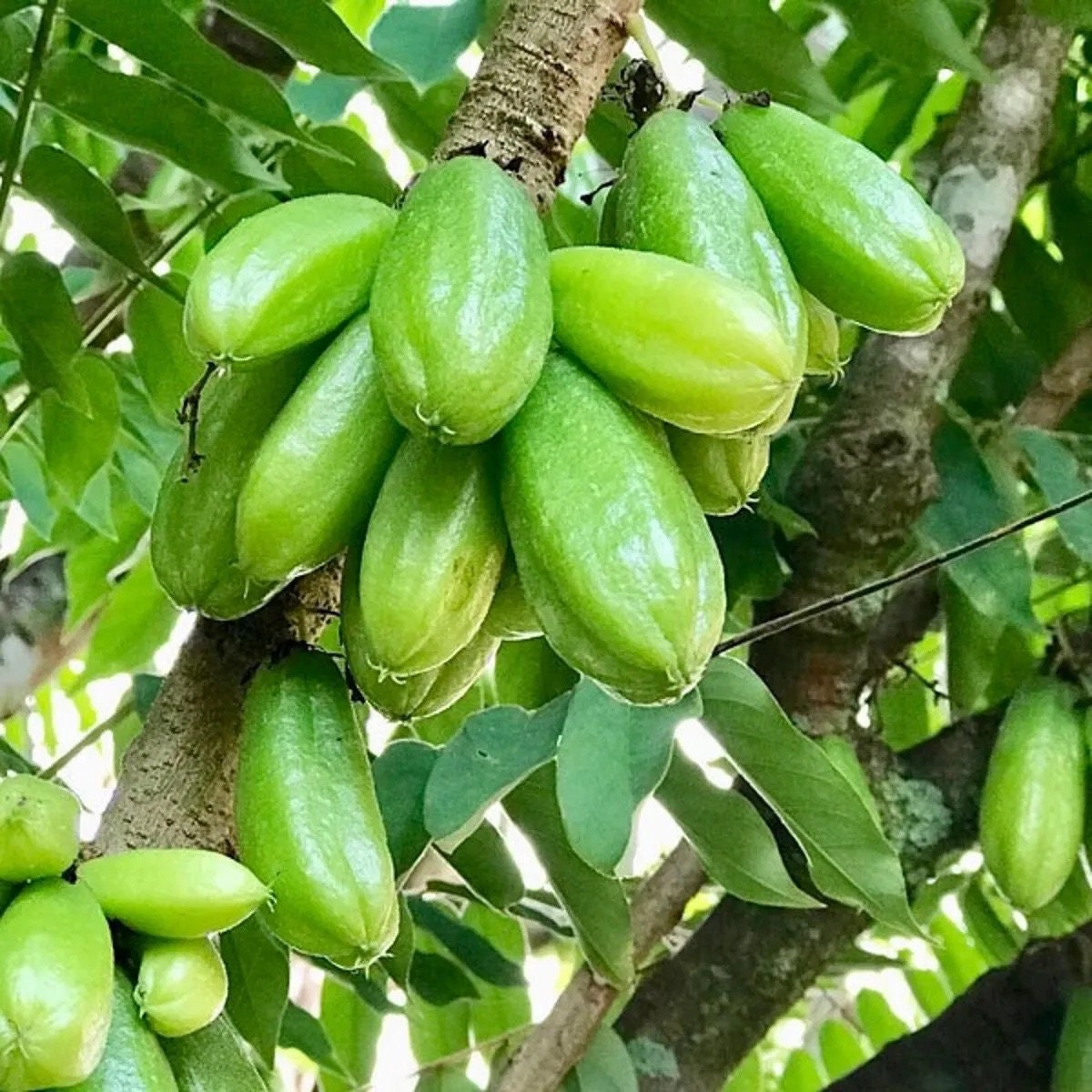 5 Bilimbi, Averrhoa Bilimbi, Cucumber Tree Seeds - Etsy