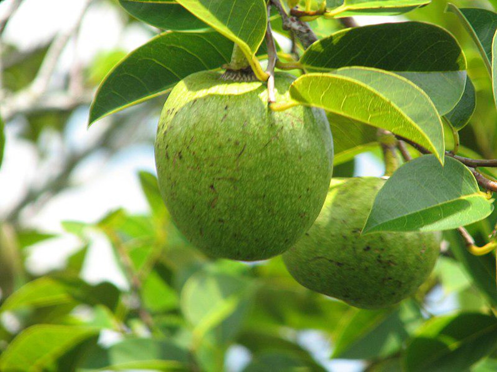 10 Pond Apple Seeds, Annona Glabra Seeds, Haiti - Etsy