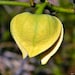 10 Pond Apple Seeds, Annona Glabra Seeds - Etsy