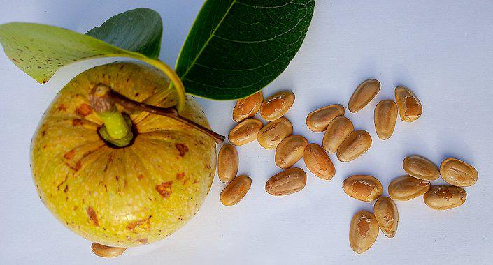 10 Pond Apple Seeds, Annona Glabra Seeds, Haiti - Etsy