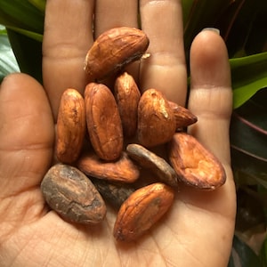 5 Theobroma Cacao Seeds, Chocolate Beans From Haiti - Etsy
