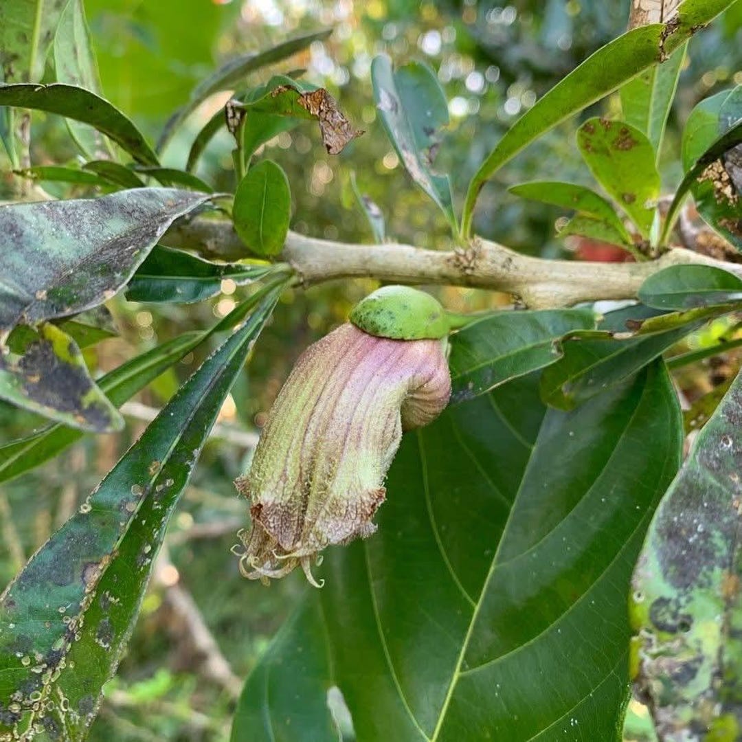 15 Crescentia Cujete, Calabash Tree Seeds - Etsy