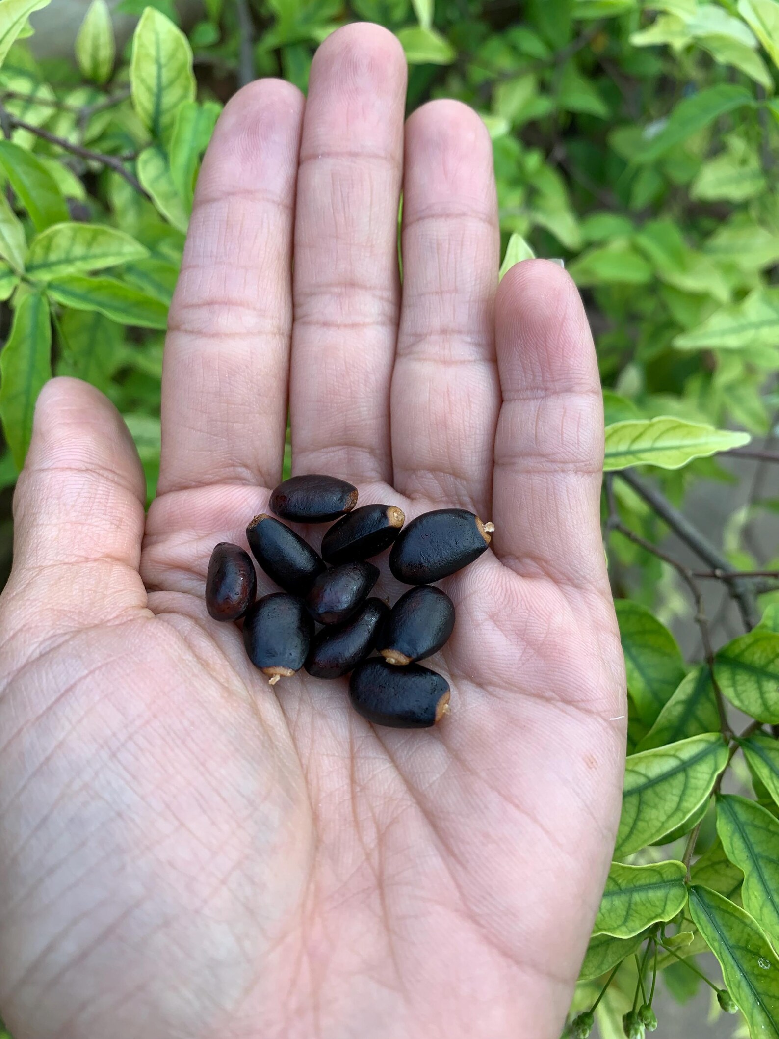 5 Sugar Apple Seeds, Annona Squamosa, Sweet Sop - Etsy