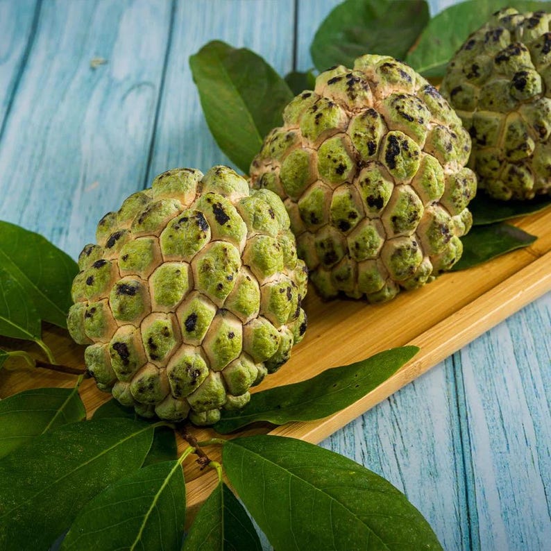 5 Sugar Apple Seeds, Annona Squamosa, Sweet Sop - Etsy