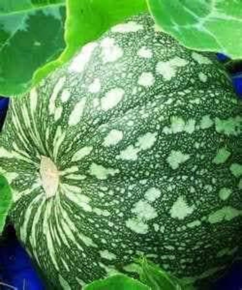 10 Joumou Haitian Squash Seeds, Cucurbita Moschata, Calabaza, Caribbean ...
