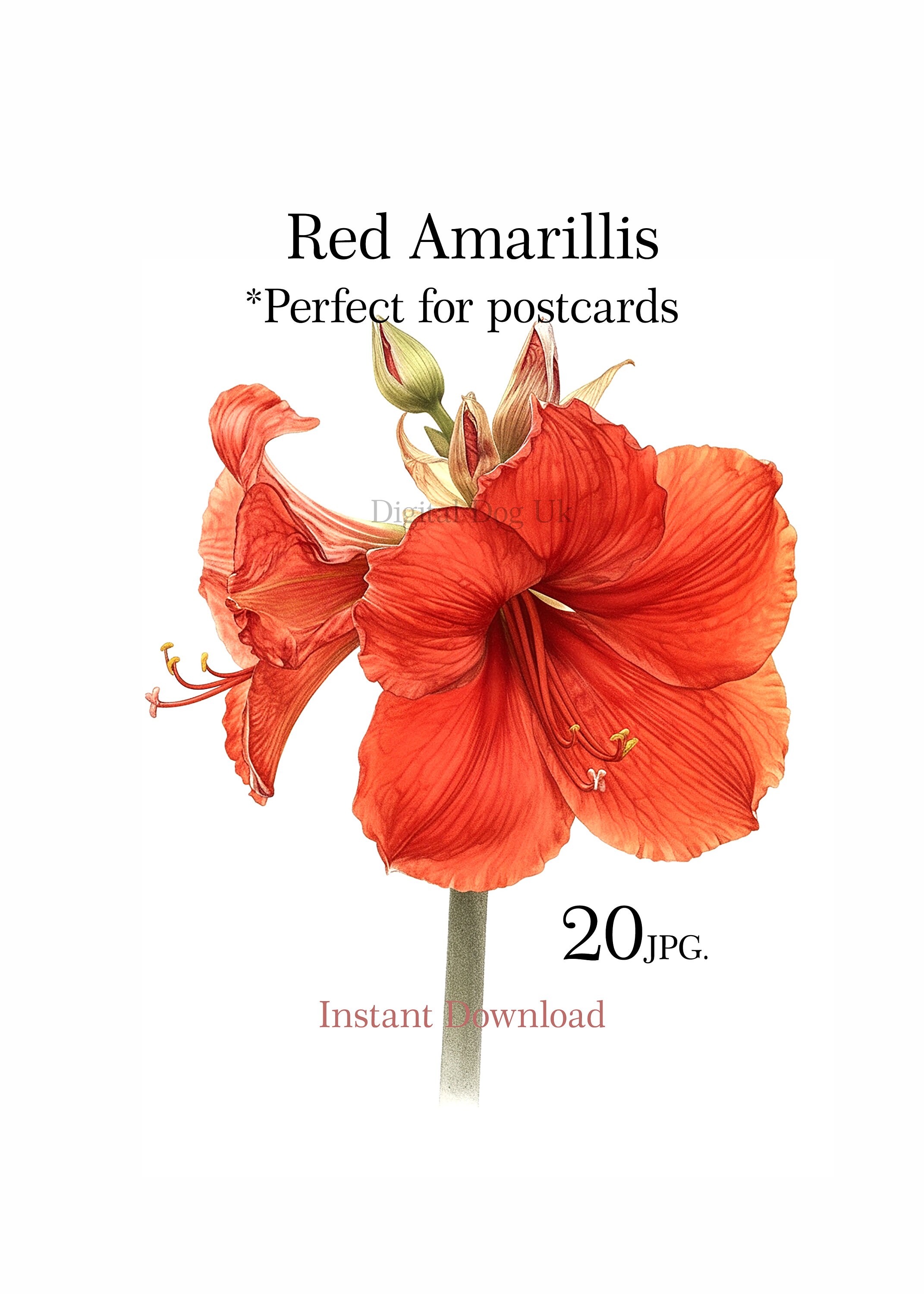 Watercolor Red Amaryllis Clipart, Beautiful Hippeastrum Illustration ...