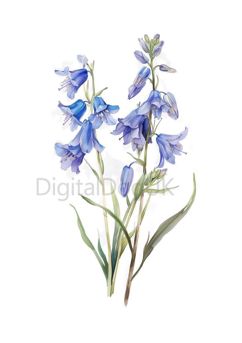 Bluebells Watercolor Art Painting, Floral Clipart Illustration, Wall ...